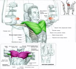 Exercise “Butterfly”, purpose, benefits, how to increase efficiency